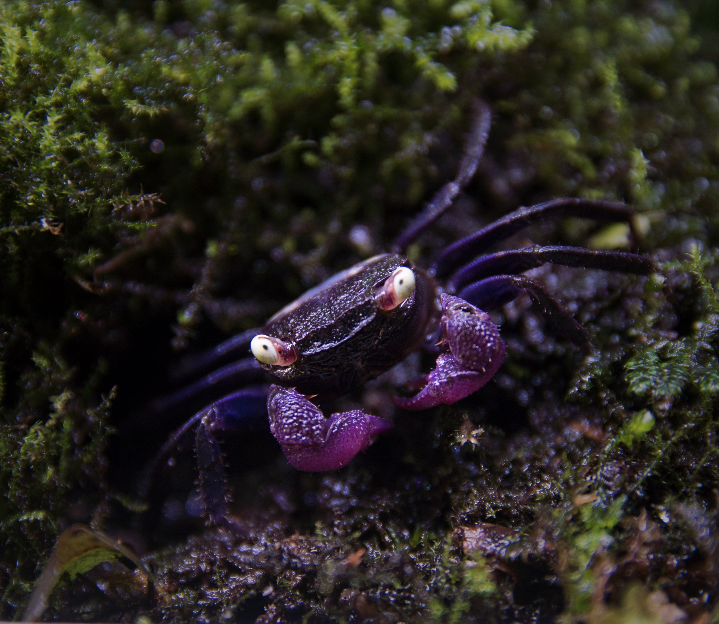 HOW TO SEX VAMPIRE CRABS - IDENTIFYING MALE & FEMALE VAMPIRE CRABS ...