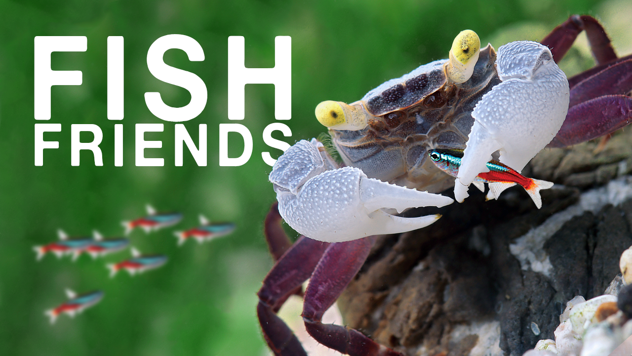 VAMPIRE CRAB TANK MATES - FISH — Indoor Ecosystem