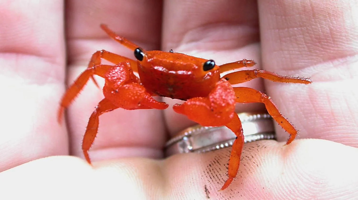 VAMPIRE CRAB SPECIES LIST (GEOSESARMA SPECIES) — Indoor Ecosystem