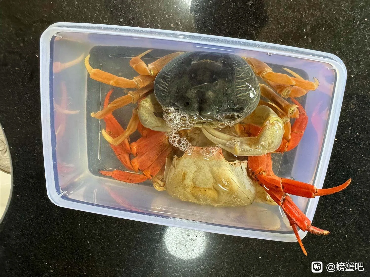 CARDISOMA CARE GUIDE - RAINBOW CRAB CARE GUIDE — Indoor Ecosystem