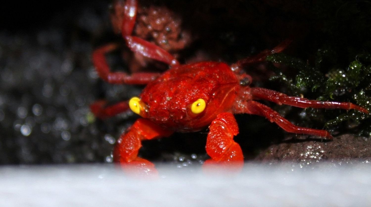 VAMPIRE CRAB SPECIES LIST (GEOSESARMA SPECIES) — Indoor Ecosystem