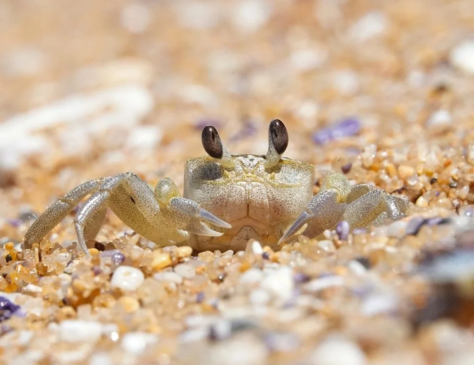 OCYPODE CARE GUIDE - Ghost Crab Care Guide — Indoor Ecosystem