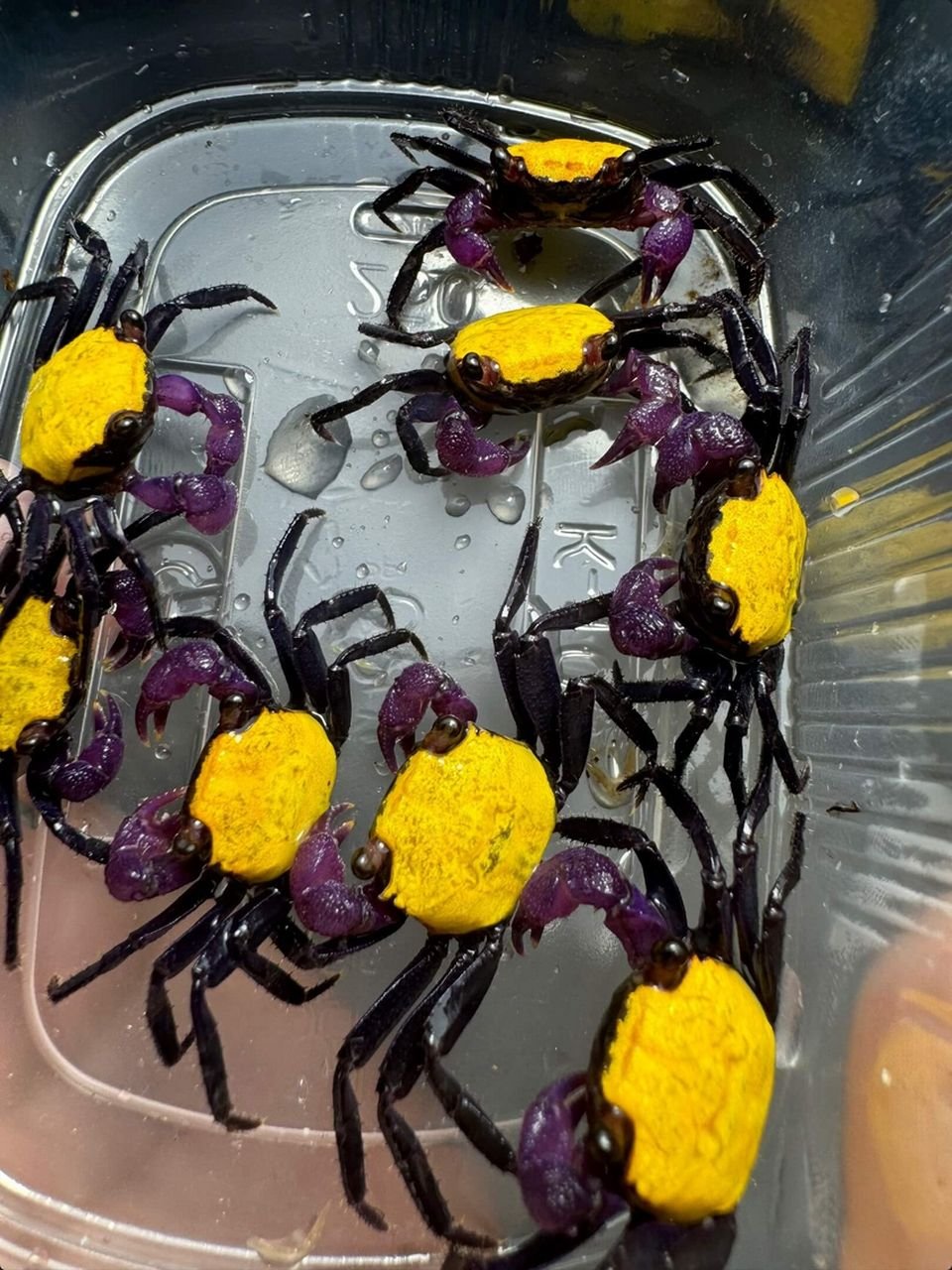 VAMPIRE CRAB SPECIES LIST (GEOSESARMA SPECIES) — Indoor Ecosystem