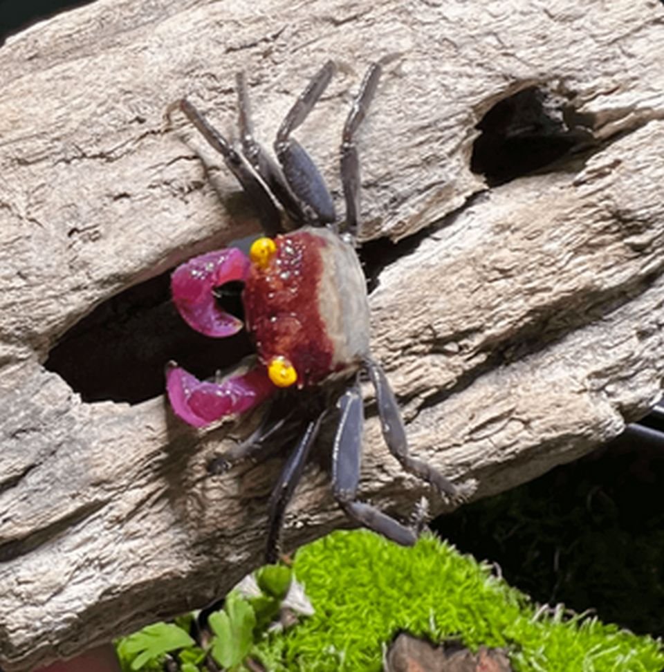 VAMPIRE CRAB SPECIES LIST (GEOSESARMA SPECIES) — Indoor Ecosystem