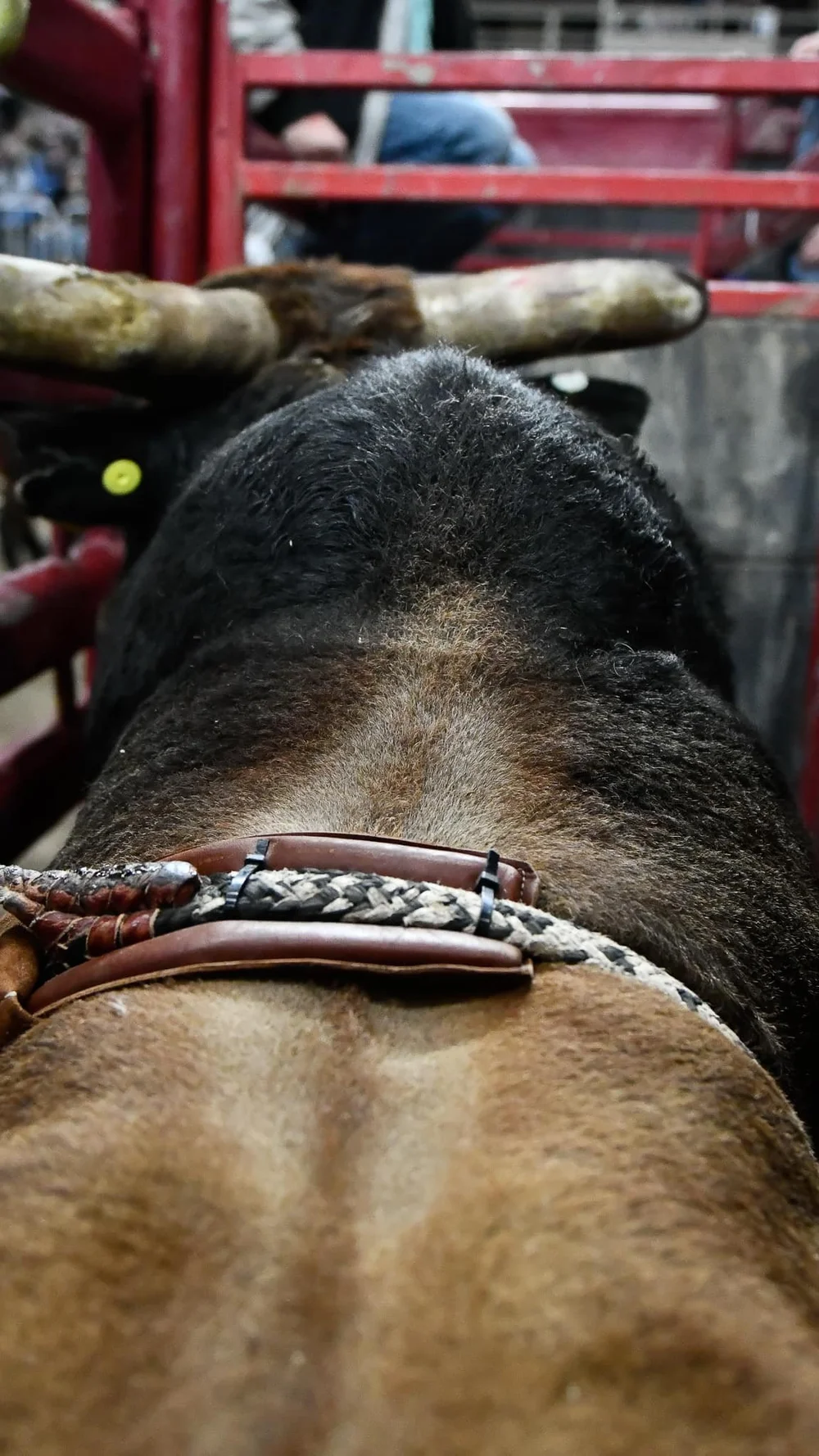 Bismarck PRCA Rodeo