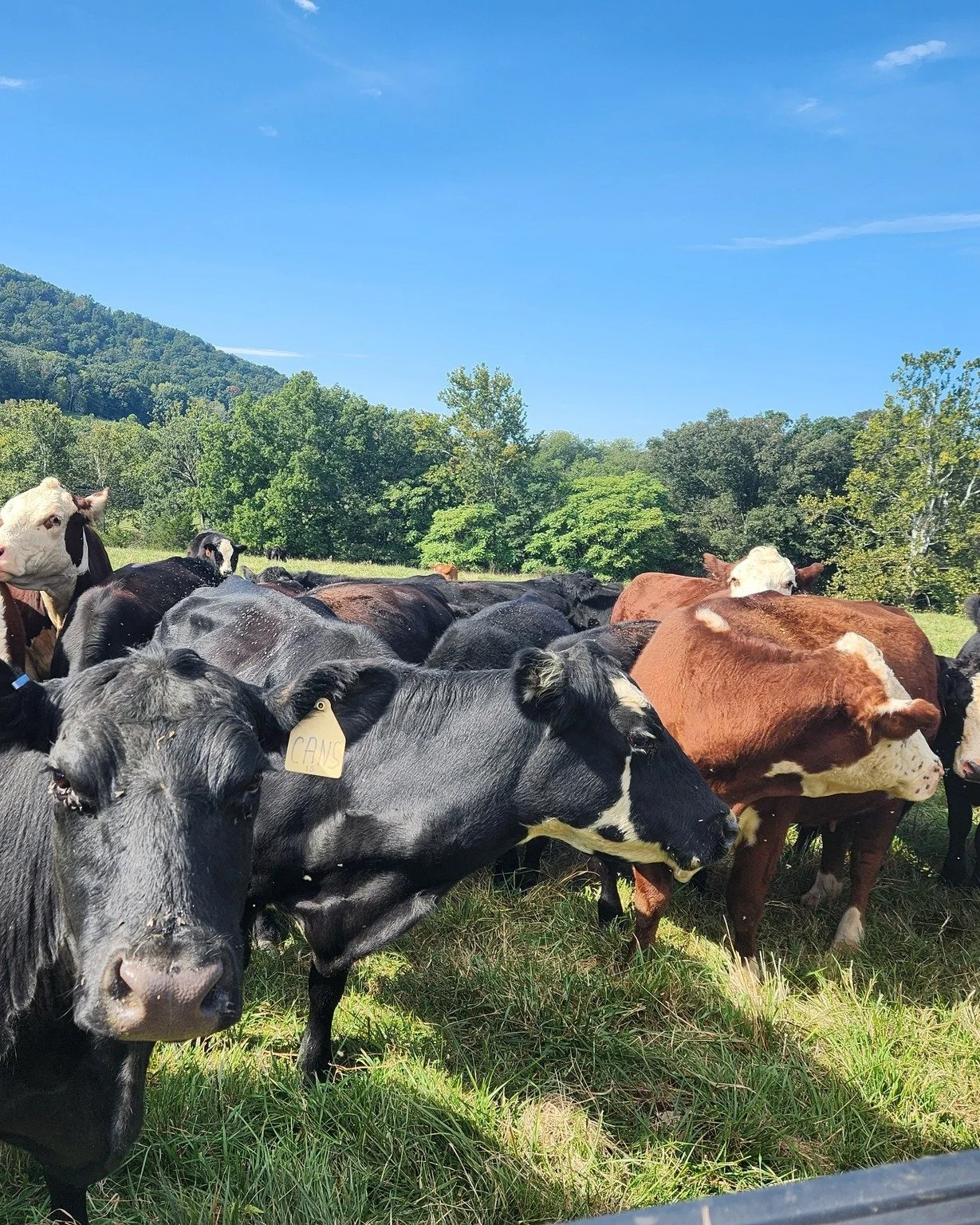 Zion's Farm | High-Quality Meats | Pasture-Raised | Grain-Finished ...