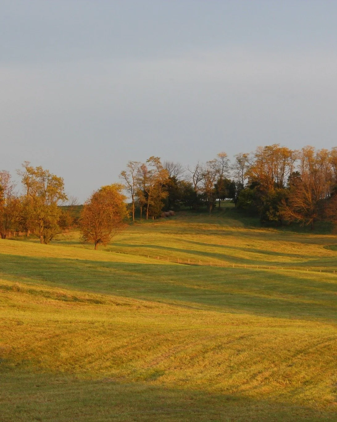 Zion's Farm | High-Quality Meats | Pasture-Raised | Grain-Finished ...