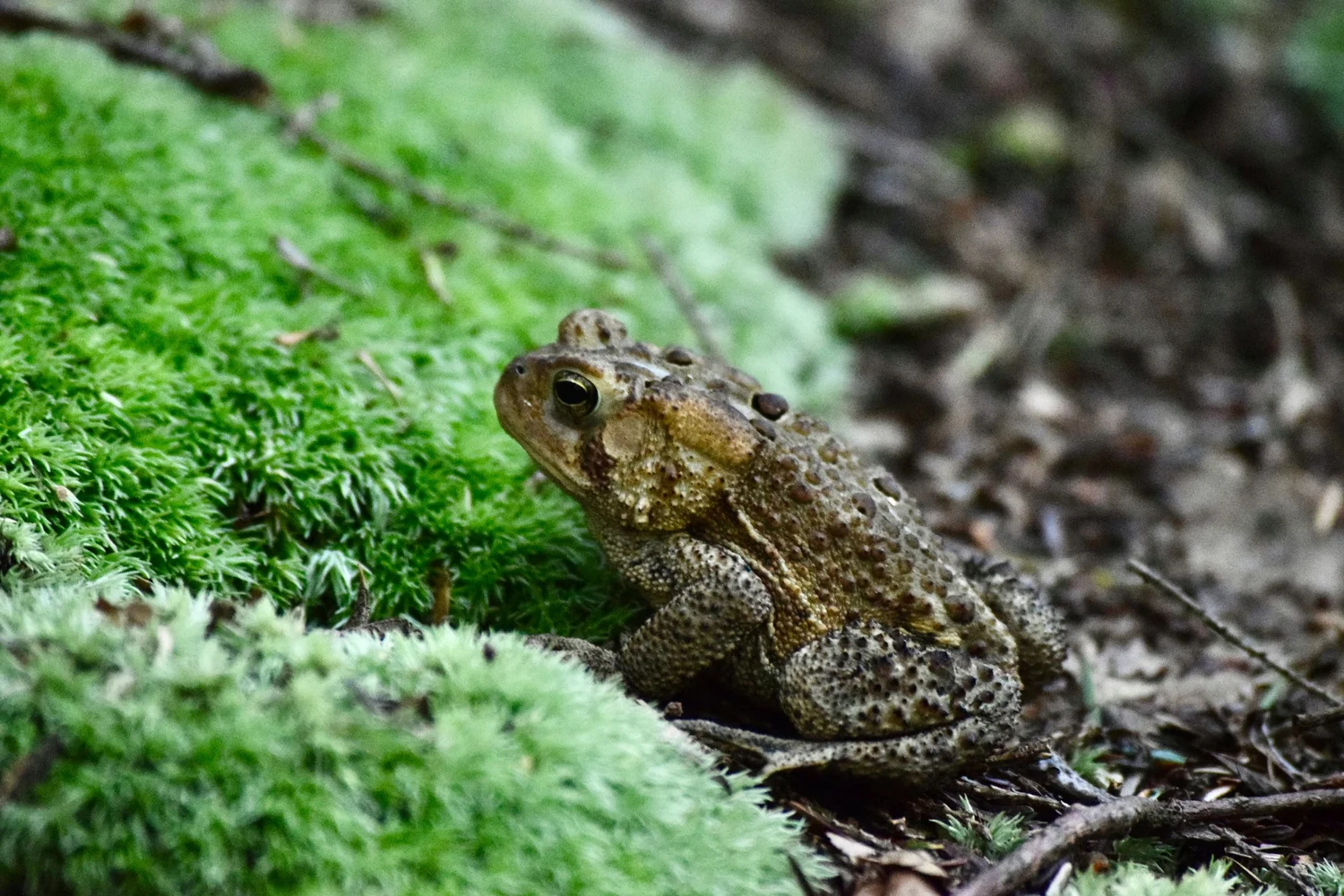 Early Childhood — Echoes of Nature: Live Animals | Wildlife Education ...
