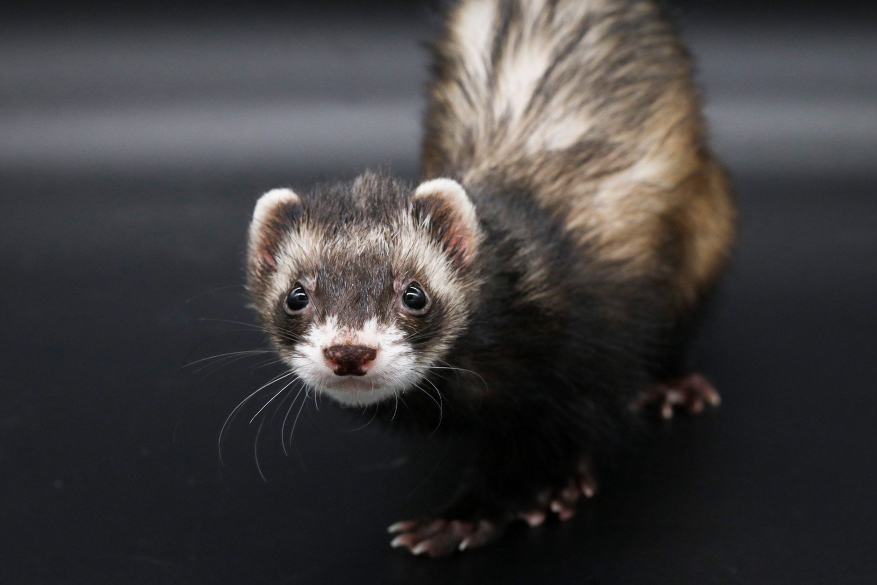 Sophia — Echoes of Nature: Live Animals | Wildlife Education | Maryland ...