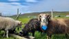 Runavik - Faroe Island, Cruise Port Guide — The Port Lowdown