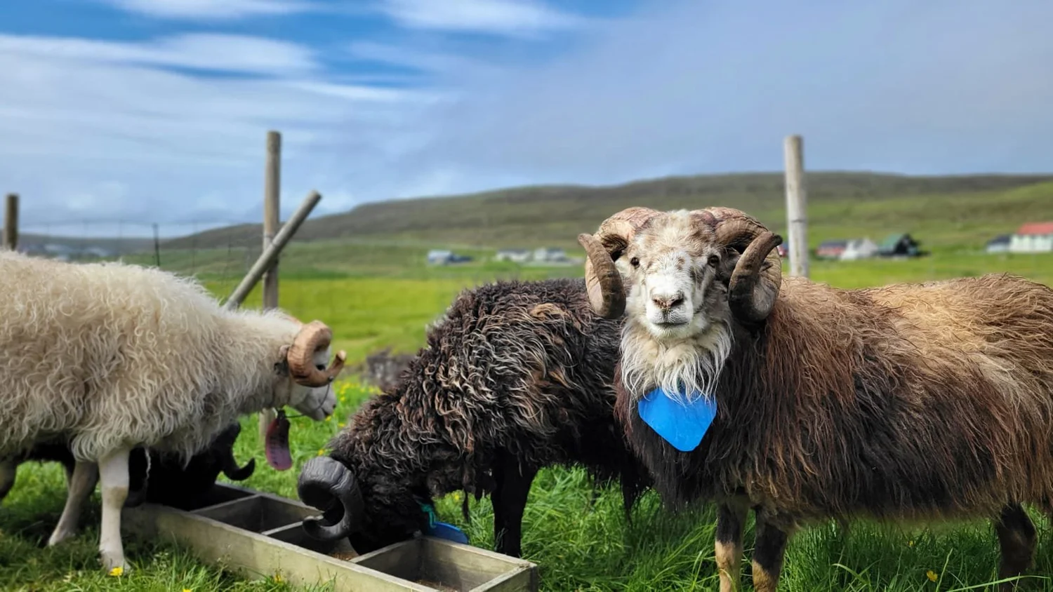 Runavik - Faroe Island, Cruise Port Guide — The Port Lowdown