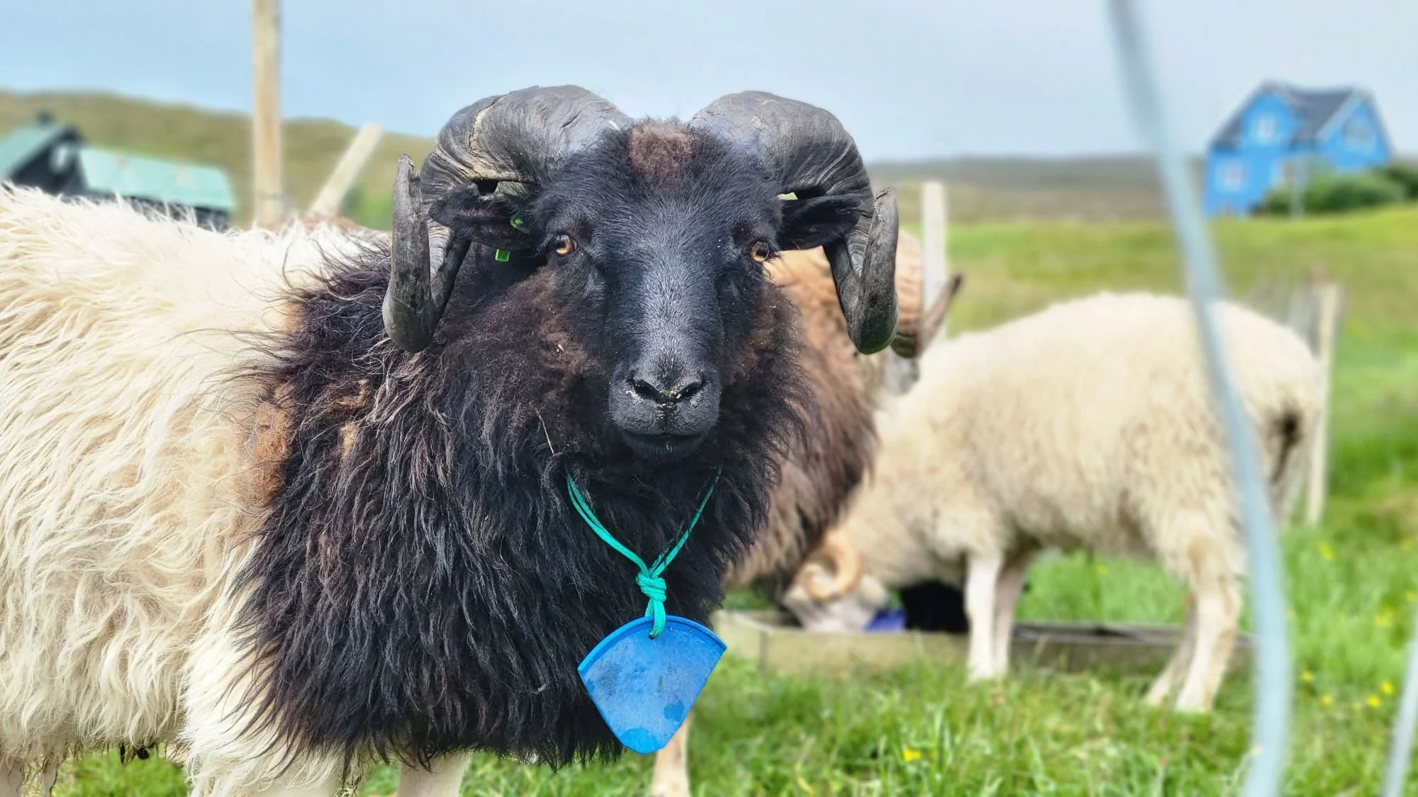 Runavik - Faroe Island, Cruise Port Guide — The Port Lowdown