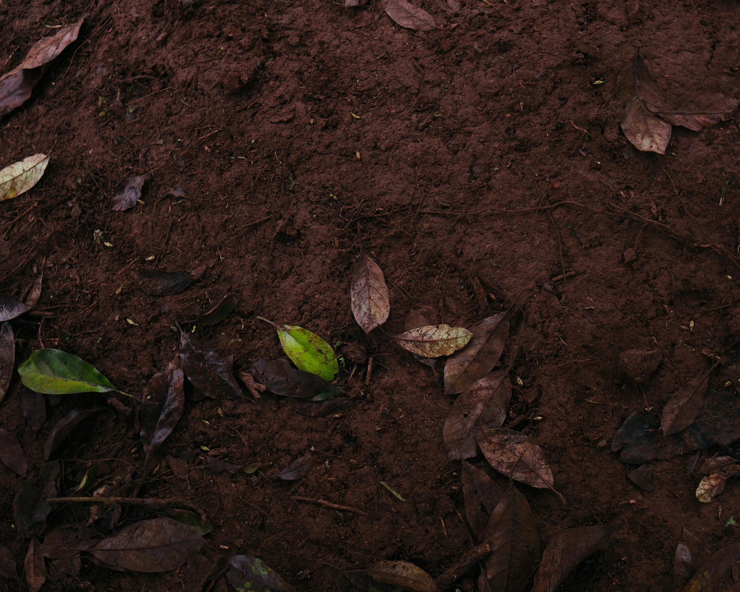About Satish — Satish Kumar Foundation