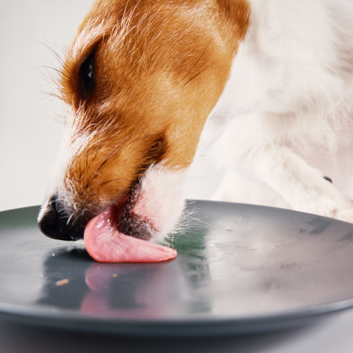 Fussy Dog? Causes & Expert Solutions to Boost Appetite — The Canine ...