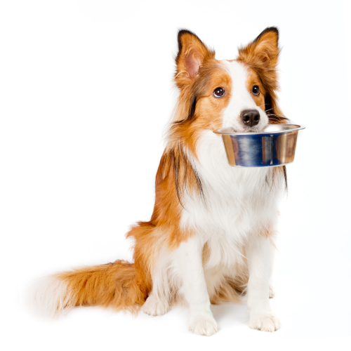 Should You Fast Your Dog? Risks, Benefits & Expert Advice — The Canine ...