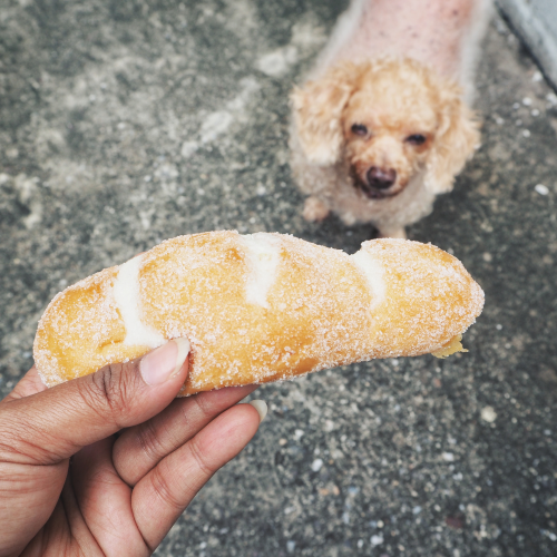 Can Dogs Eat Bread? The Truth About Bread in a Dog’s Diet — The Canine ...
