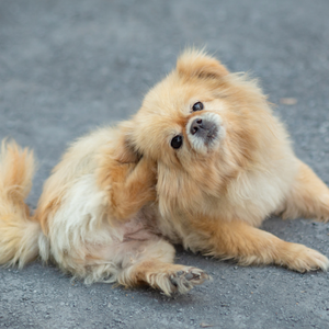 Understanding Itchy Dogs: Top Causes and Effective Solutions for ...