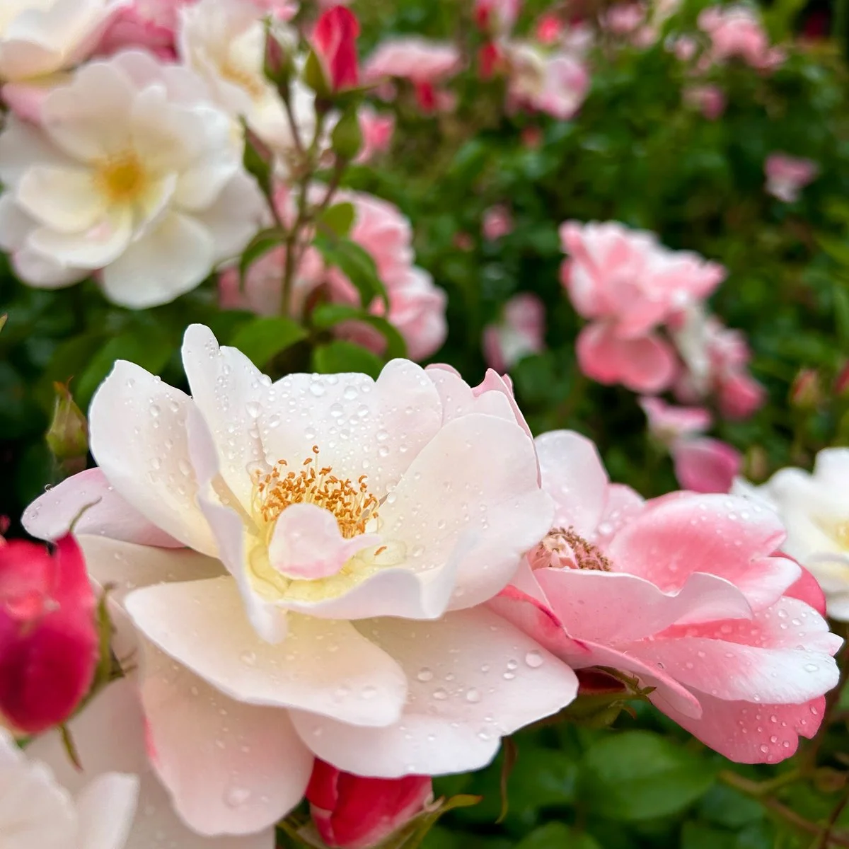 Jennifer Glendinning | Discover Your Inner Light