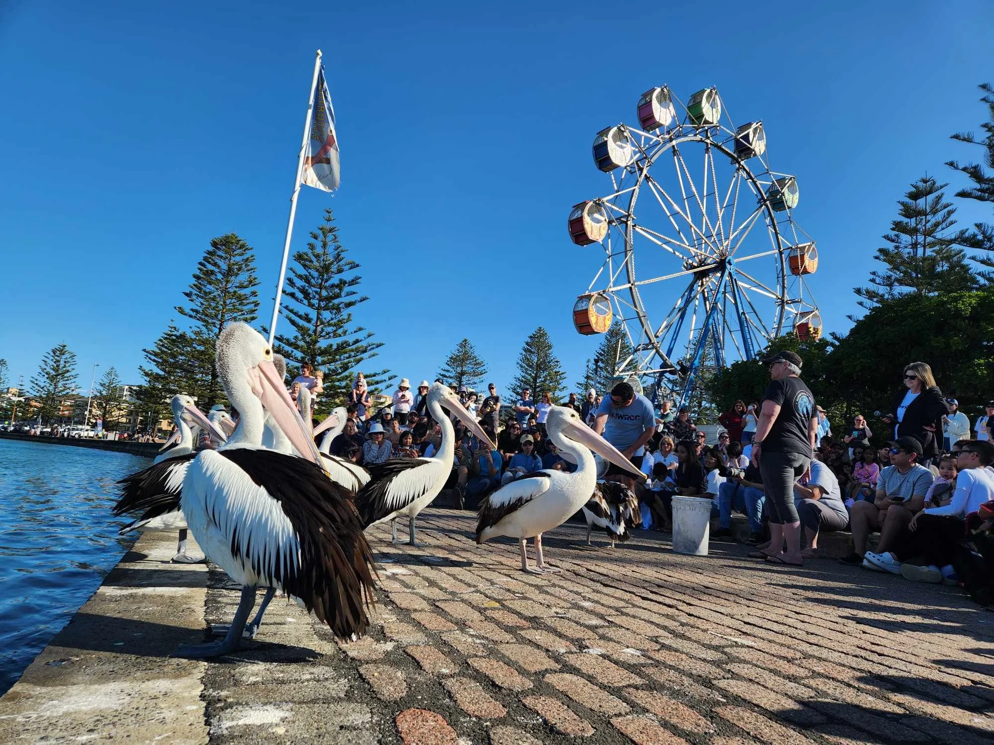 Pelican Time at The Entrance — Marine Wildlife Rescue Central Coast