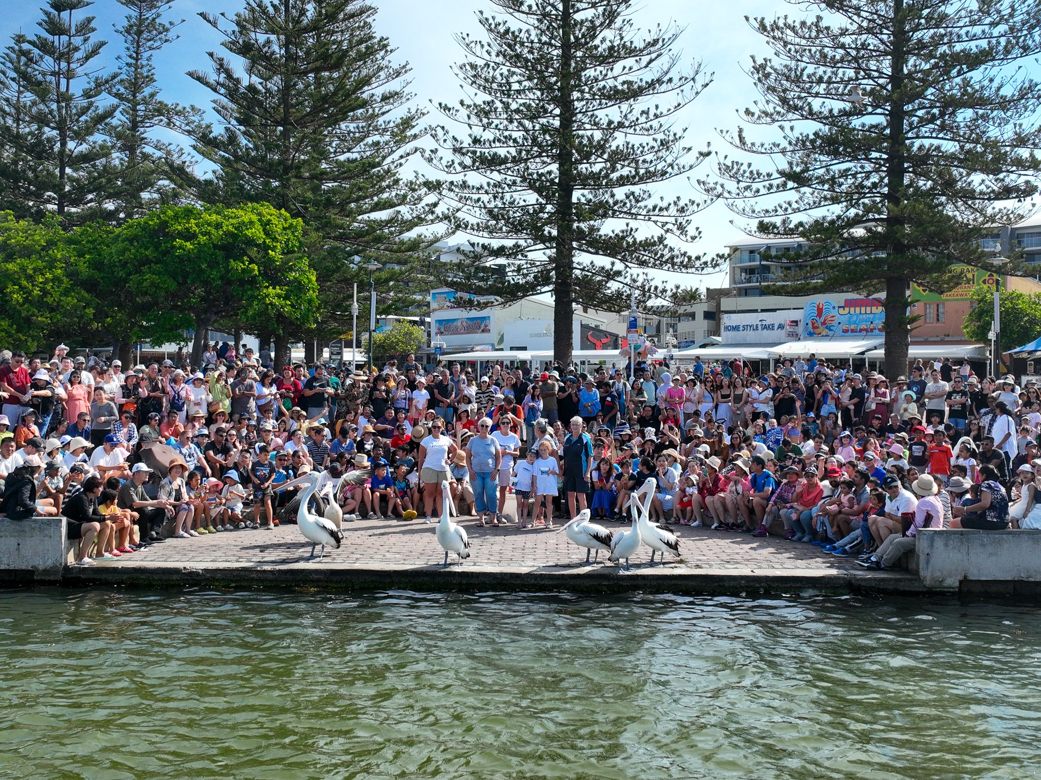 Pelican Time at The Entrance — Marine Wildlife Rescue Central Coast