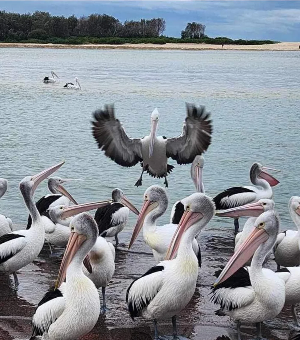 Pelican Time at The Entrance — Marine Wildlife Rescue Central Coast