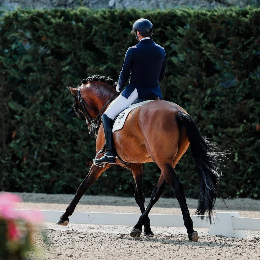 Stallions & Geldings (Ridden Horses) — La Donaira