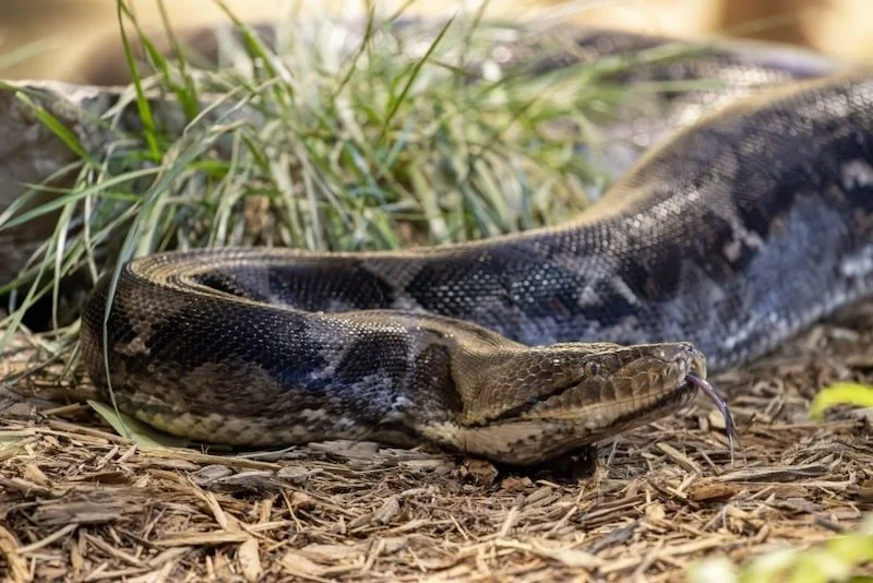 Open Hours — The Creature Conservancy