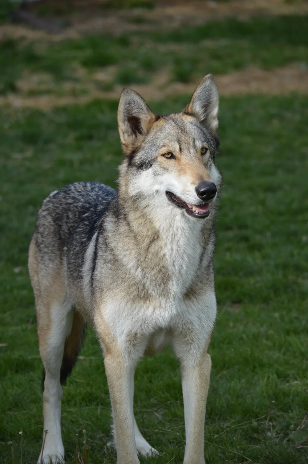 Our Animals — The Creature Conservancy