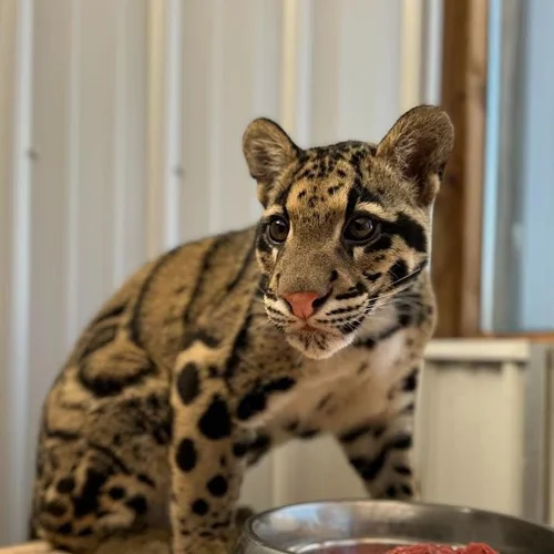 Our Animals — The Creature Conservancy