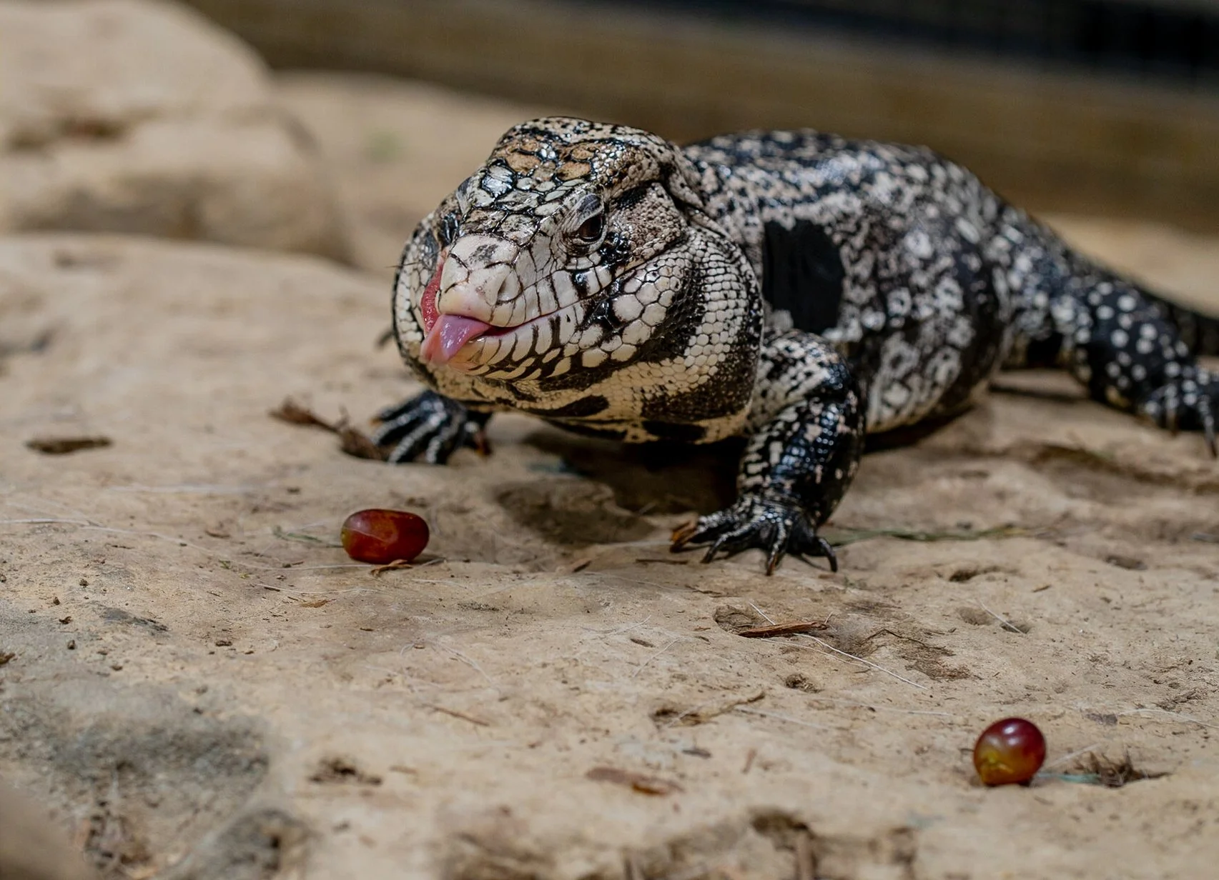 Our Animals — The Creature Conservancy