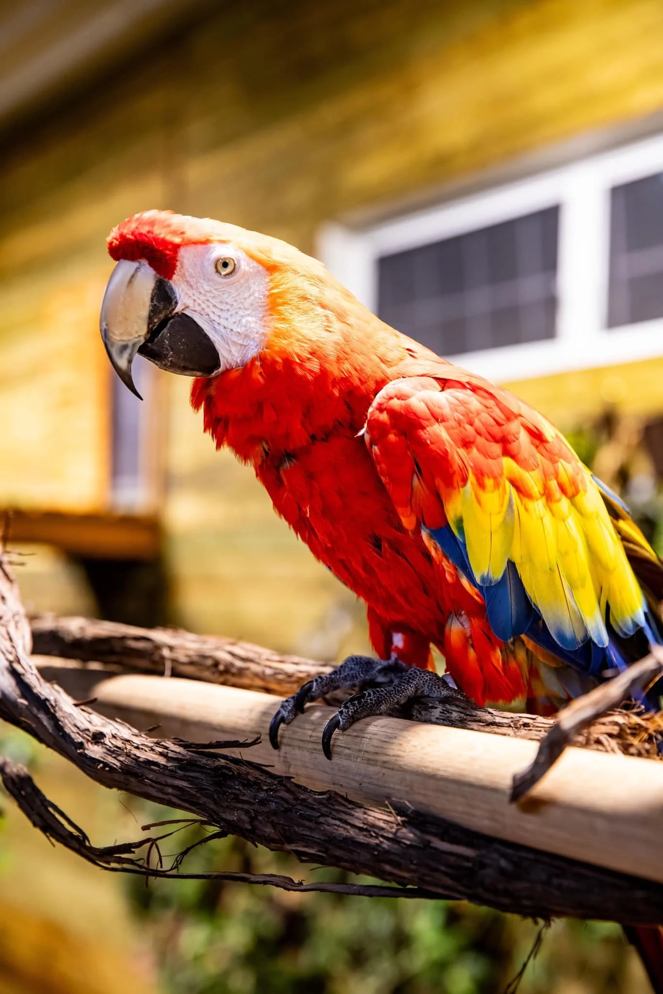 Our Animals — The Creature Conservancy