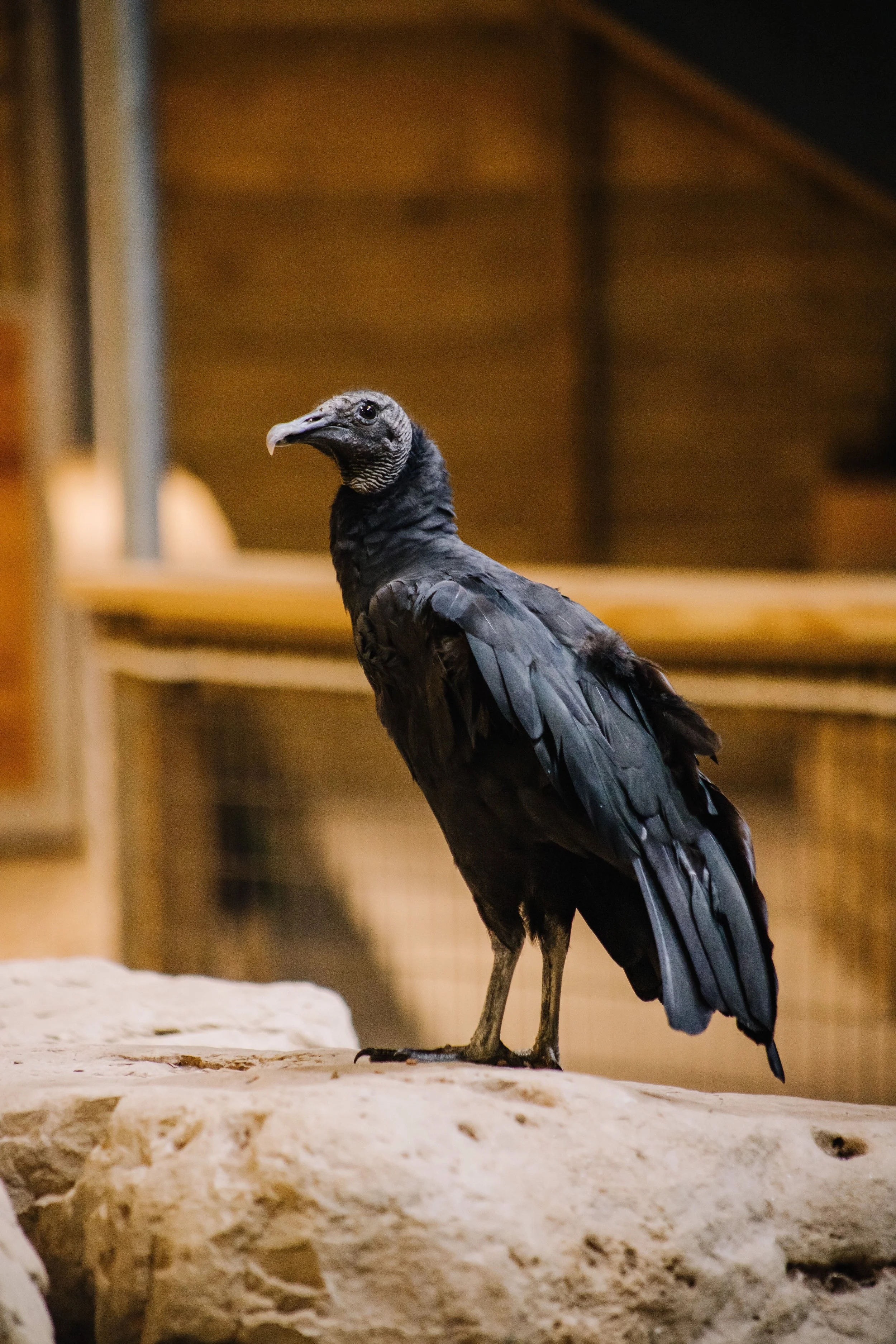Open Hours — The Creature Conservancy