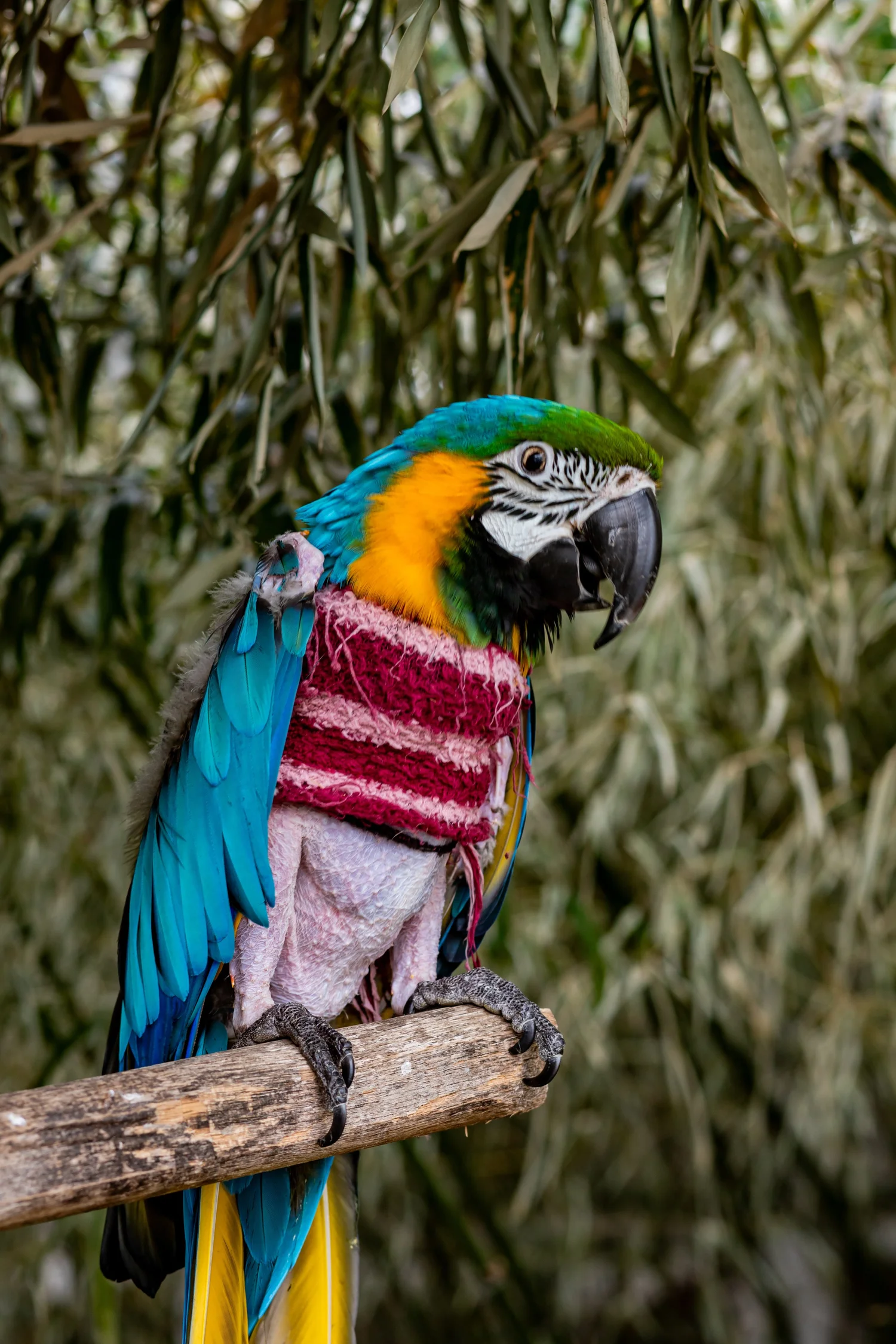 Open Hours — The Creature Conservancy