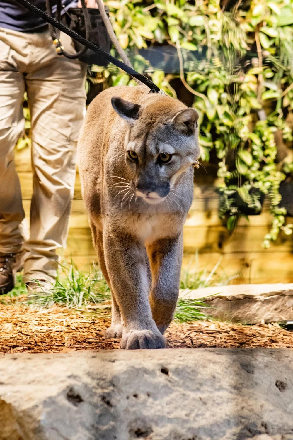 Our Animals — The Creature Conservancy