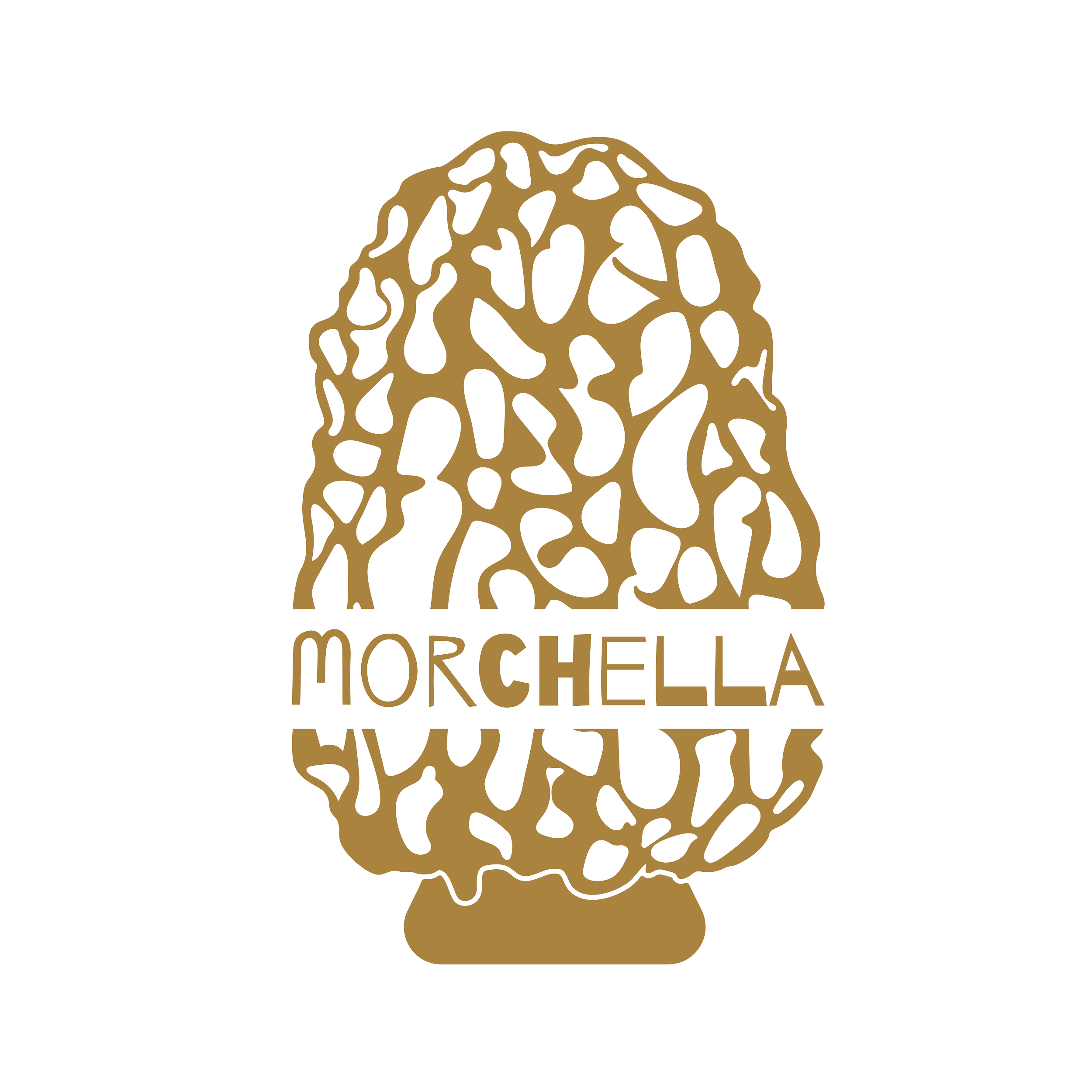 Morchella Pop-Up