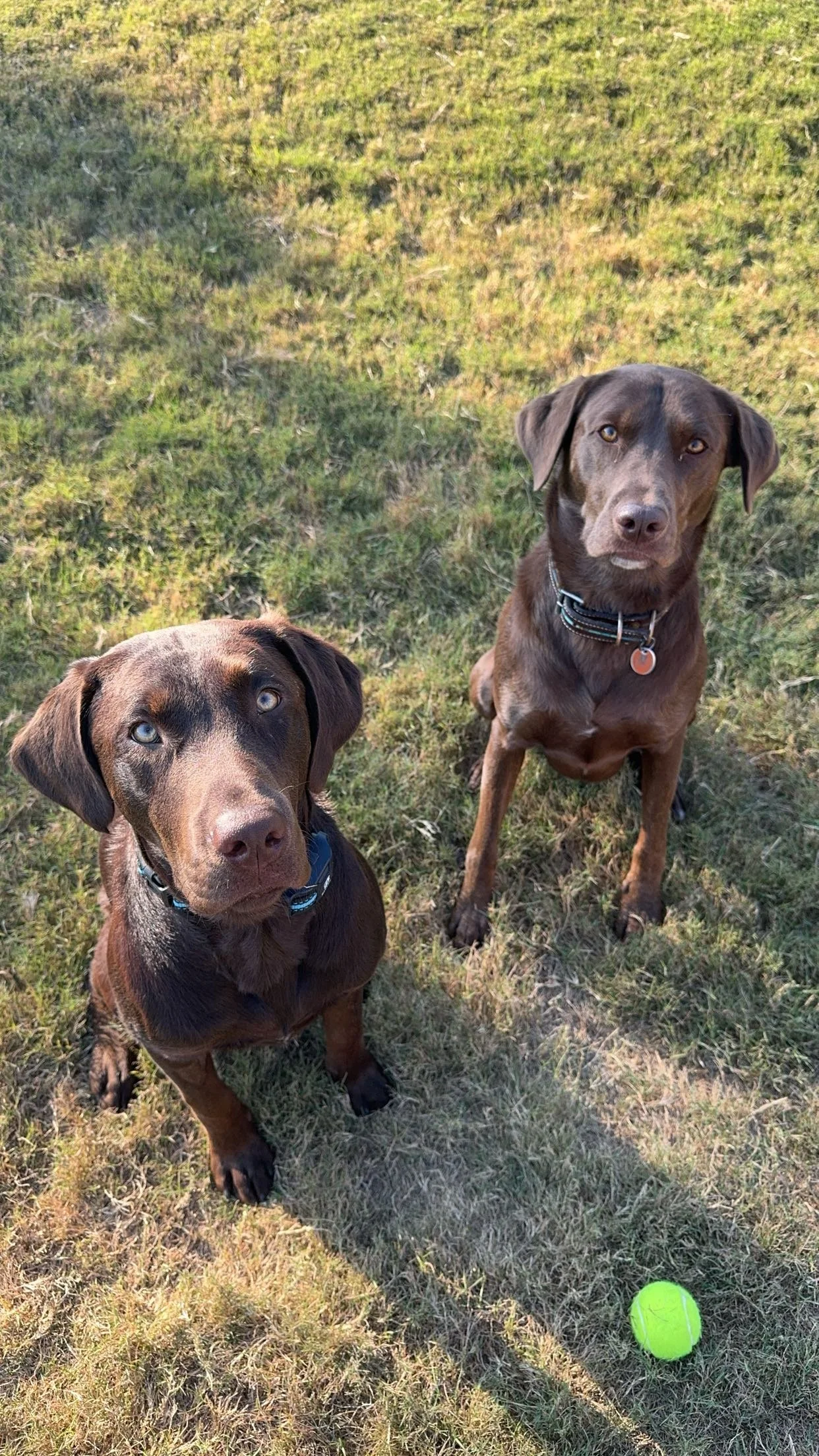 Services — Castaway Animal Clinic