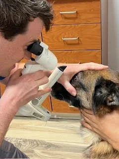 Vision Vets For Pets