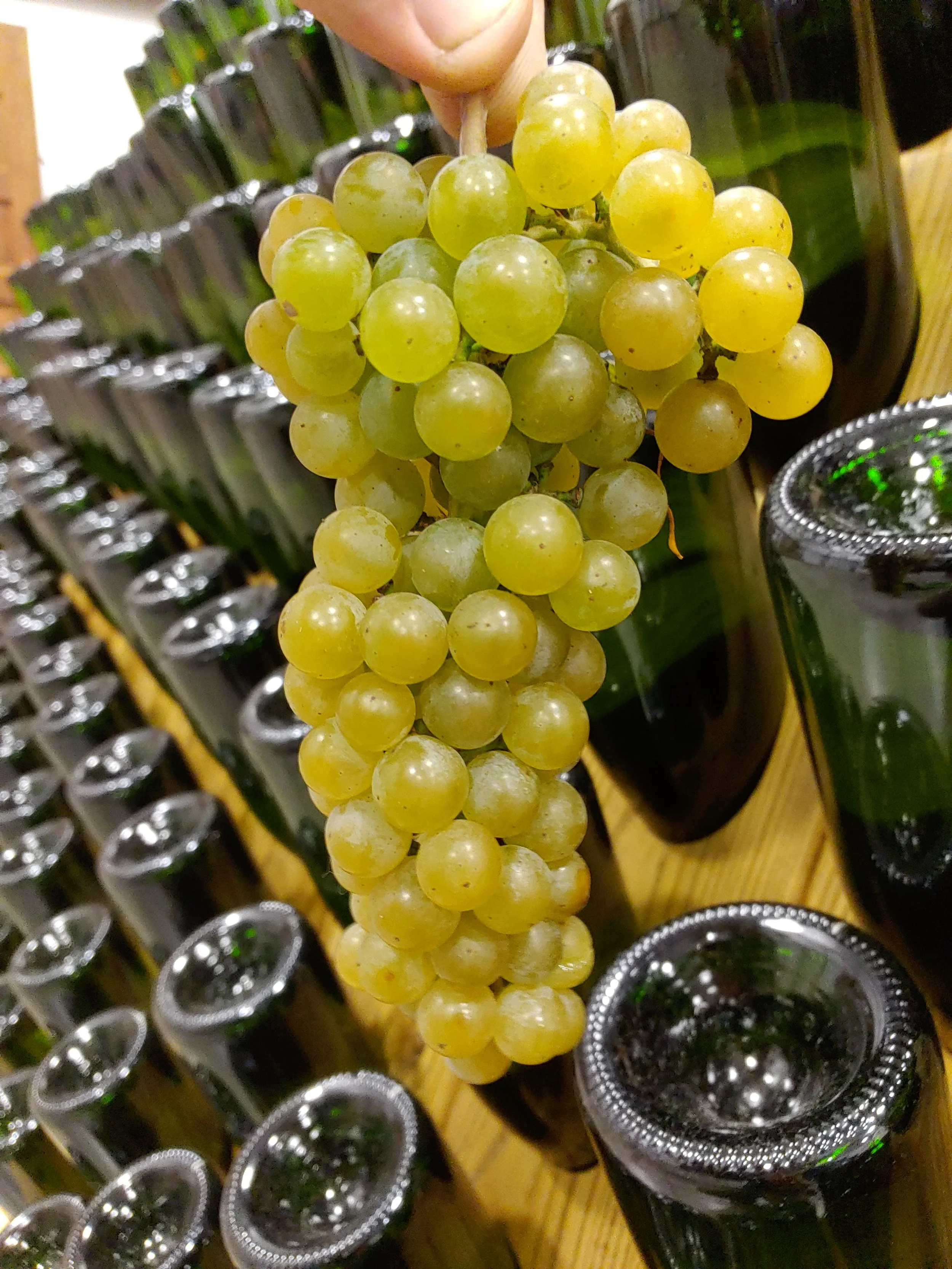 Sparkling Wines — MixedMeadiaWines