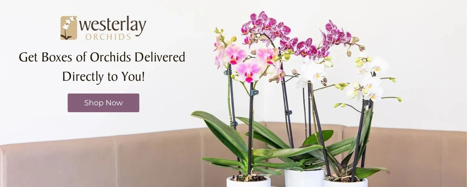 How to Repot an Orchid: A Step-by-Step Guide — Westerlay Orchids