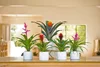 Westerlay Orchids Expands Assortment with Bromeliads (Floral Daily ...