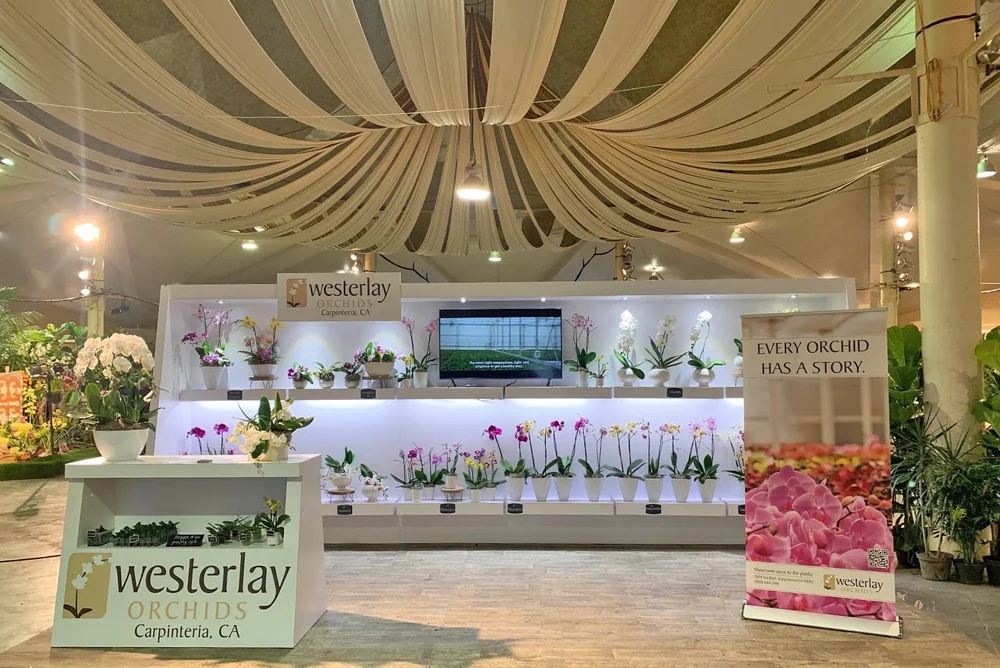 Visit Westerlay Orchids at the 2023 Santa Barbara International Orchid ...