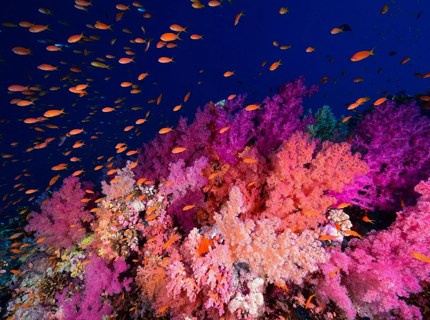 About — OCEANS 2050