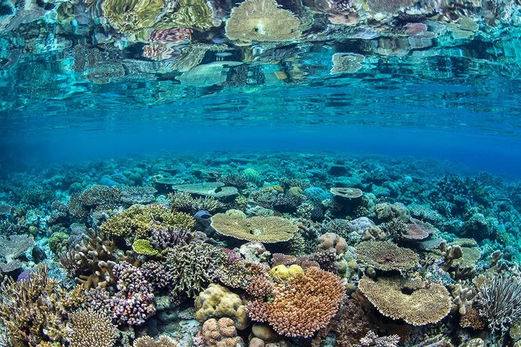 OCEANS 2050