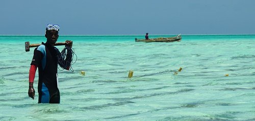 Global Seaweed Project — OCEANS 2050