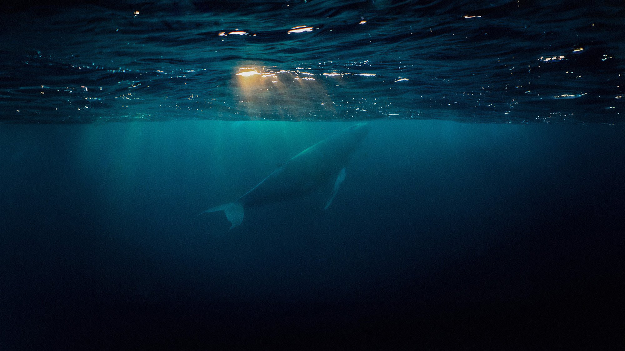 OCEANS 2050