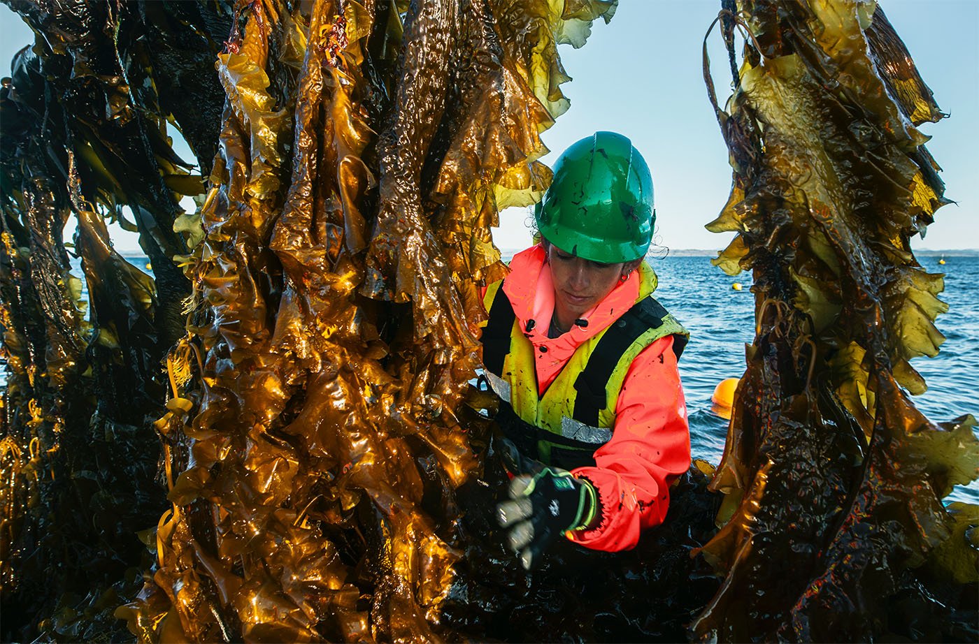 Global Seaweed Project — OCEANS 2050