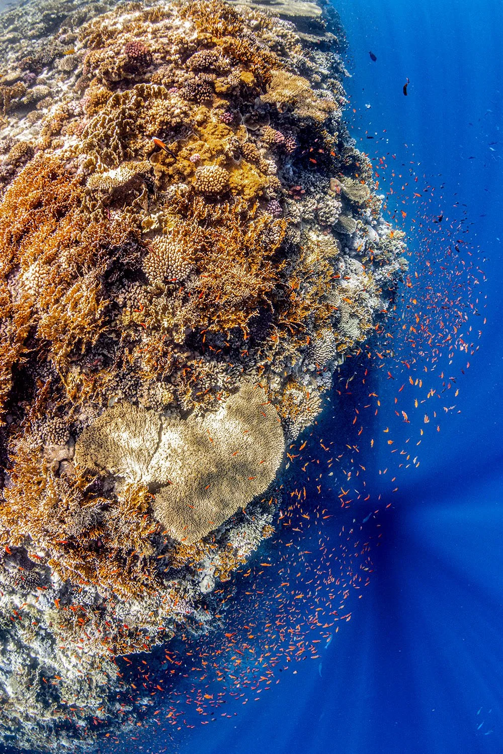 About — OCEANS 2050