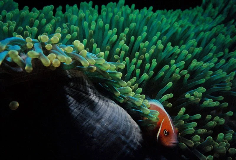About — OCEANS 2050