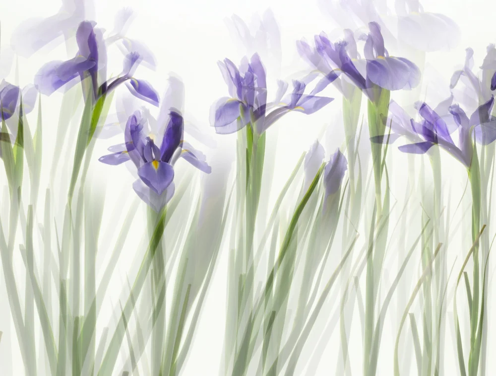 Light pad Photography 5 easy steps — Lori Lankford