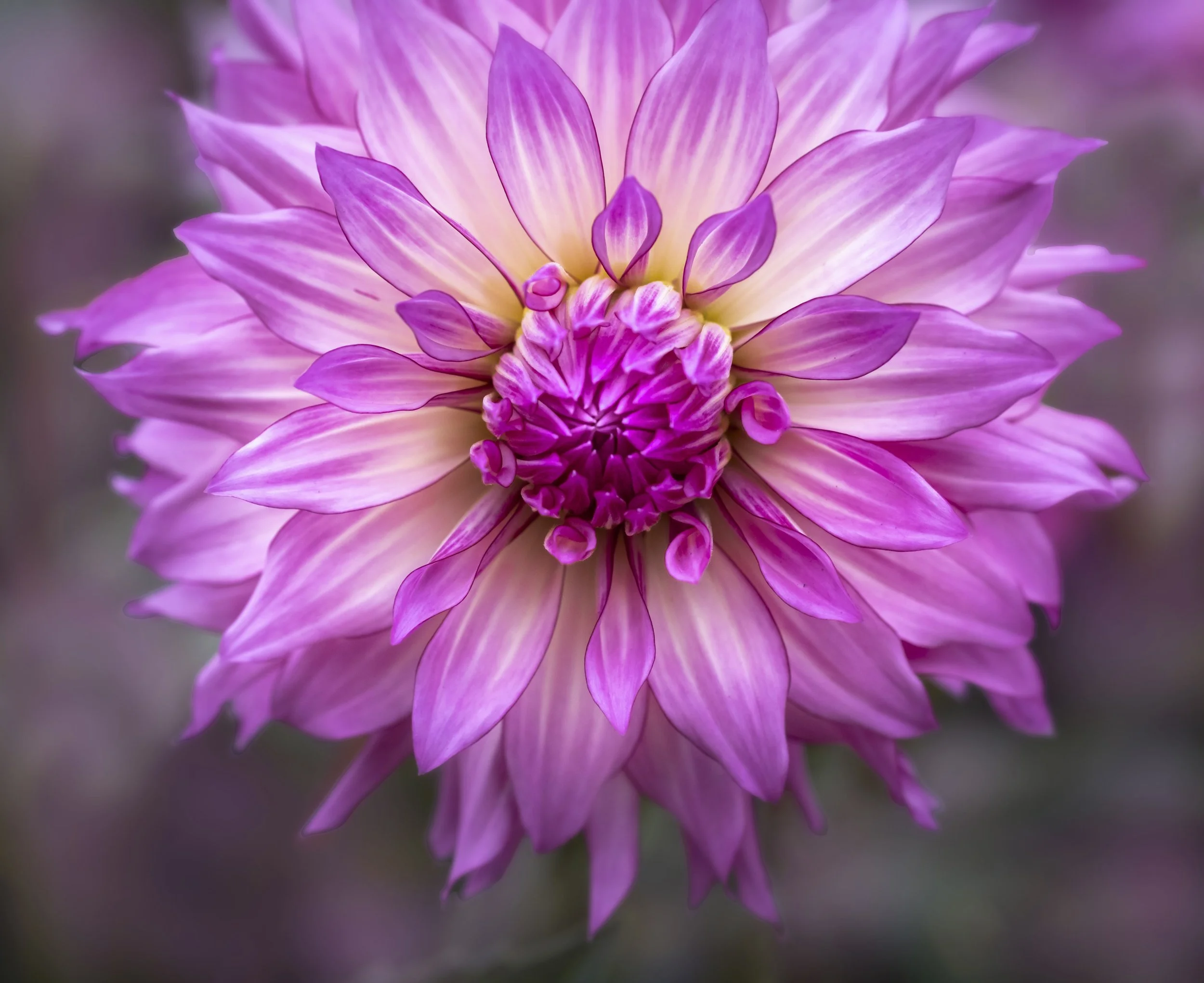 Artistic Editing of Flowers | Transform Photos Now — Lori Lankford ...